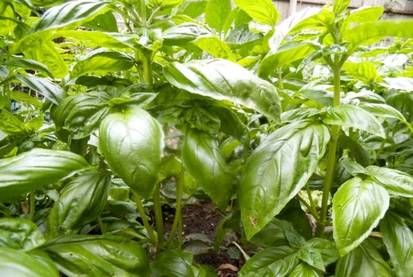 55 of the Best Fresh Sweet Basil Recipes - My Turn for Us